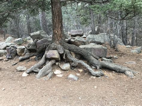 Prop Root With Their Name