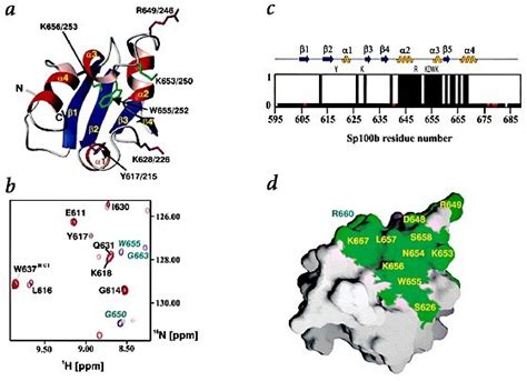 Dna Binding Surface Of The Sand Domain A Ribbon Structure Of The Download Scientific Diagram