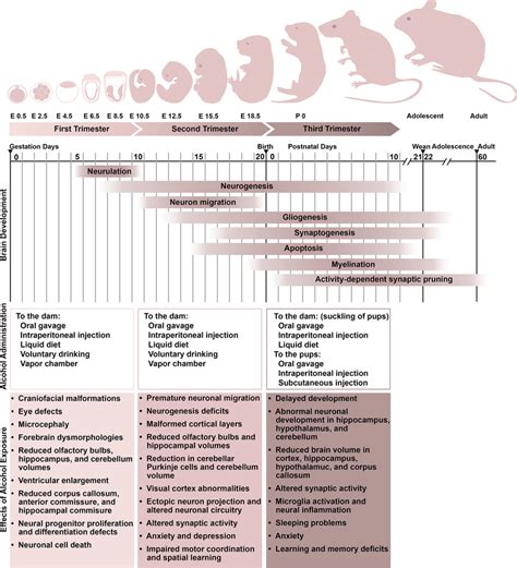 Mouse Model Development Timeline At Jasmine Bowe Blog