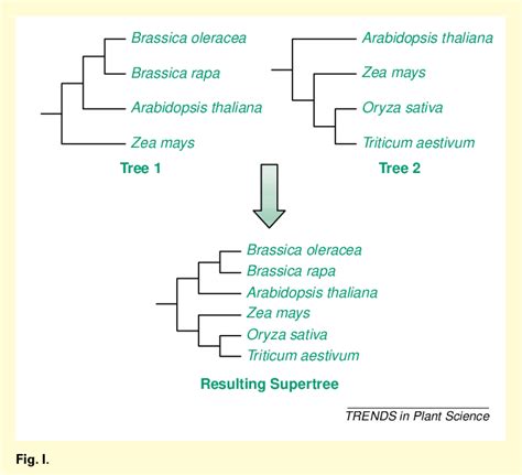Figure I From The Challenge Of Constructing Large Phylogenetic Trees Semantic Scholar