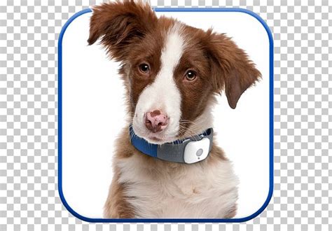 Decoding Your Dog Explaining Common Dog Behaviors And How To Prevent