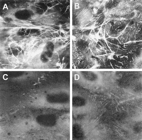 Effect Of The Heparin Binding Domain Of Vitronectin On Endogenous Download Scientific Diagram