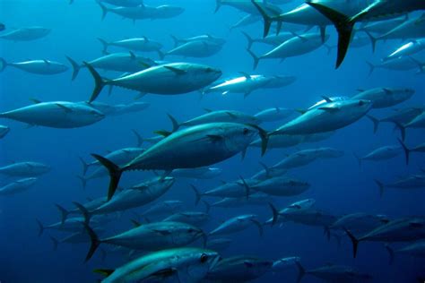 9 Common Types Of Tuna From Waters Around The Globe