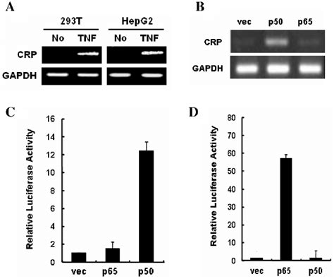 The Nf Kb P50 Subunit Induces Crp Transcription A Rtpcr Analysis Of