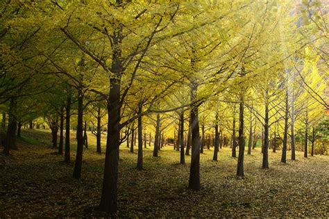 300 무료 은행 나무 잎 And 은행나무 이미지 Pixabay