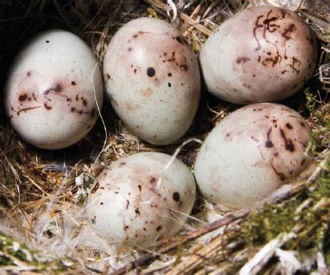 Bird Egg Identifier Artofit