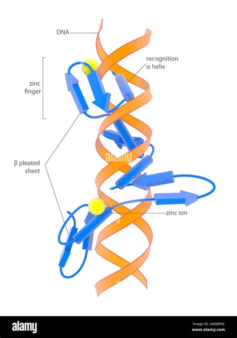 Zinc Finger Dna Binding Domain Illustration Of A Regulatory Protein