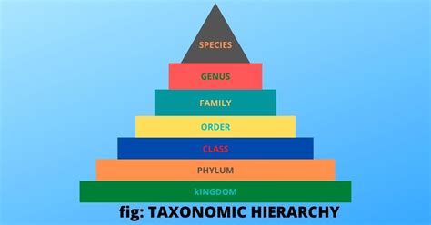 Taxonomy Definition Examples Levels Classification 17 Classification