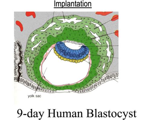 Prenatal Development Flashcards Quizlet