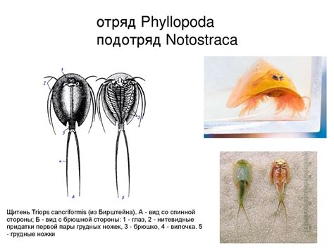 Зоология беспозвоночных - презентация онлайн