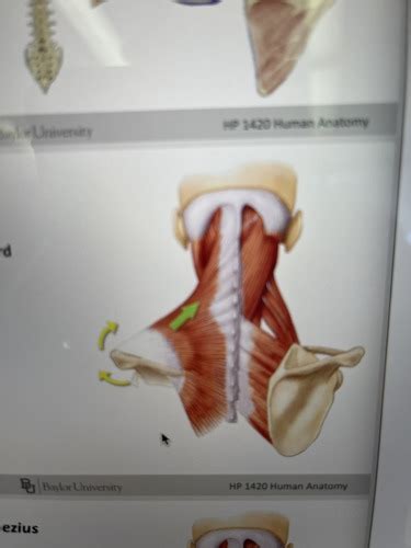 Muscles Of Scapula Flashcards Quizlet