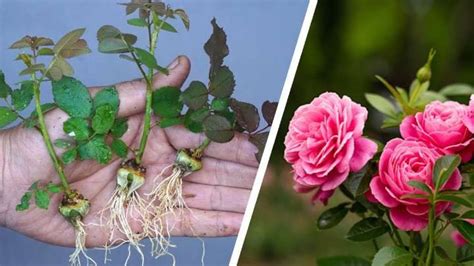 Необычный способ укоренения роз / Домоседы