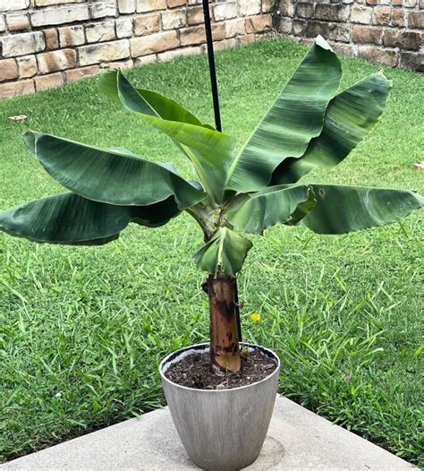 30 Houseplants With Big Leaves That Would Look Perfect In Your Home