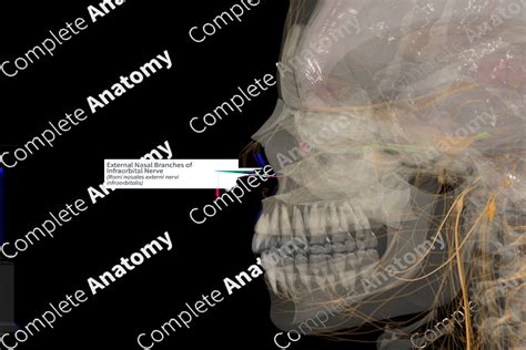 External Nasal Branches Of Infraorbital Nerve Right Complete Anatomy