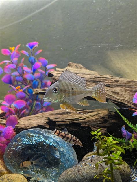 Geophagus Help Species Sex Of Geos Rcichlid