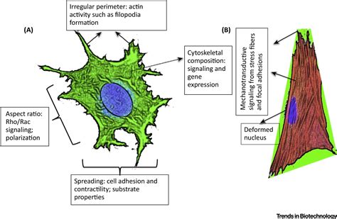 Cell Form And Function Interpreting And Controlling The Shape Of