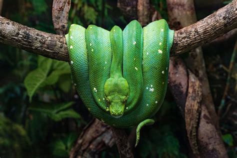 Nine Rules For Writing Python Extensions In Rust Rpython