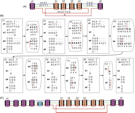 Cactus Algorithms For Genome Multiple Sequence Alignment