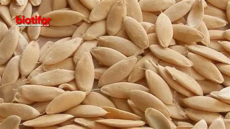 Manfaat Biji Timun Biji Kecil Namun Berkhasiat Besar