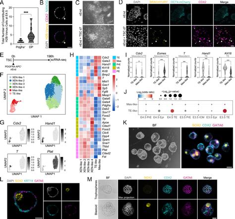 The Primitive Endoderm Supports Lineage Plasticity To Enable Regulative Development Cell
