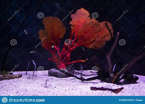 Institute Building Marine Aquarium And Science Museum For Thai People Traveler Travel Visit