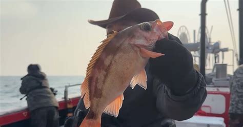 한국 바다에 핀 붉은 꽃 지금 낚싯대 던지면 10마리씩 올라오는 물고기