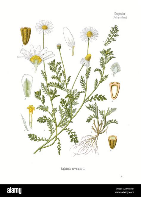 Anthemis Cut Out Stock Images And Pictures Alamy