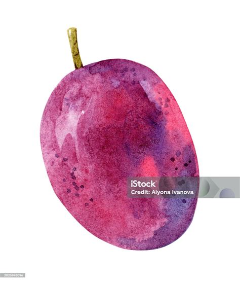Watercolor Passion Fruit Illustration Isolated On White Stock