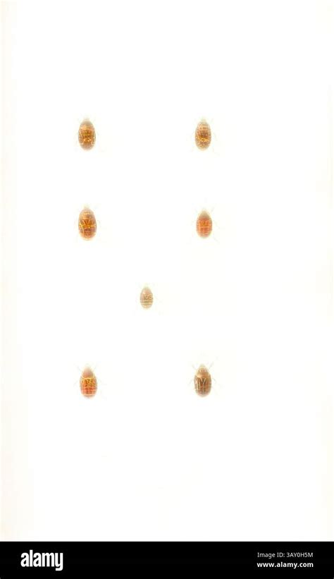 Minimalistic Arrangement Of Six Insect Specimens Hi Res Stock