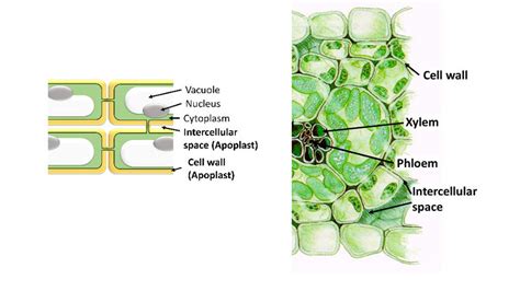 Spaces And Structures That Form The Apoplast In Plants Adapted From Download Scientific
