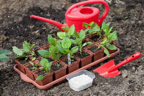 Альпийская астра - многолетний цветок. Характеристика