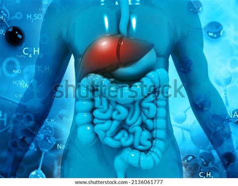 인간 소화기관 해부학 의료 개념 3d 스톡 일러스트 2136061777 Shutterstock