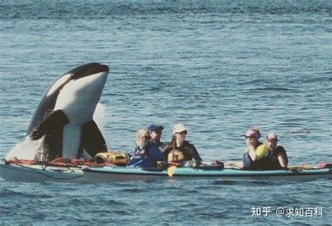 虎鲸与人类友好的秘密揭示 知乎