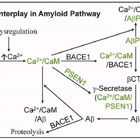 The Interplay Between Calmodulin Cam And Amyloid Beta Aβ In The
