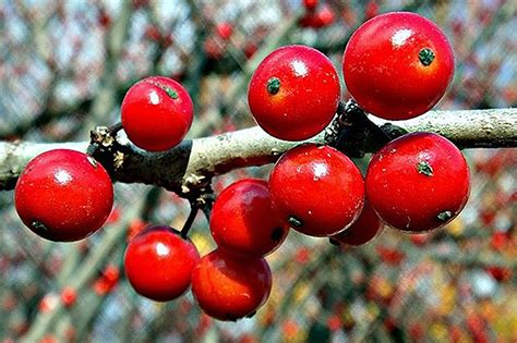 Red Berries Brighten Fall Landscapes Long After The Showy Leaves Associated With Autumn Have