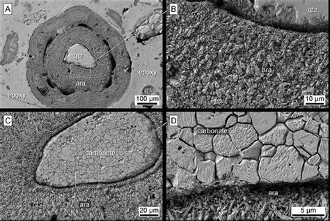 Representative Scanning Electron Micrographs Of Ooids A Concentric Download Scientific