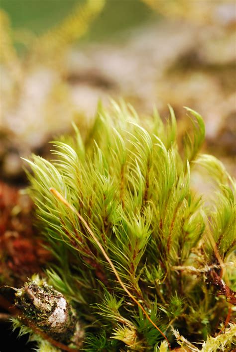 Laboratório Biologia De Briófitas Ufpe