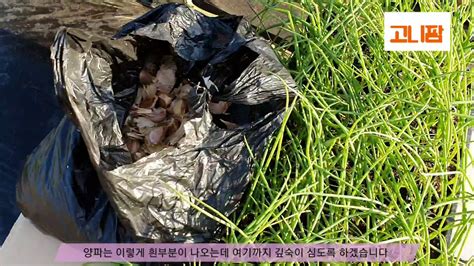한지형 마늘 양파 심기한지형추운지방 홍천마늘심기양파심기적양파육쪽마늘석회소금붕사토양살충제 Youtube