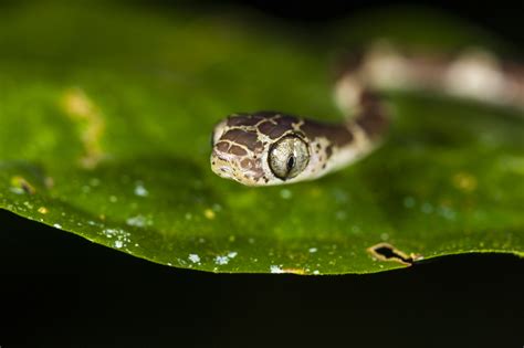 Cute Pet Snake