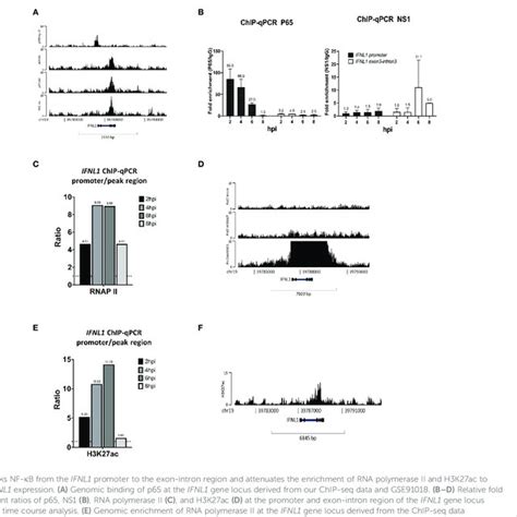 Deletion Of The Ns1 Triggered Upregulation Of Nf Kb Signaling A Venn