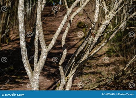 Large Naked Tree Trunks In Spring Park Stock Photo Image Of Branch River