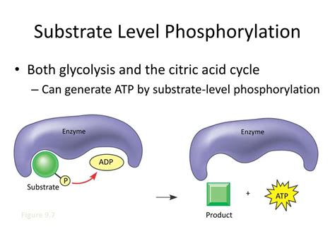 Atp Production Via Substrate Level Phosphorylation At Scott Burton Blog