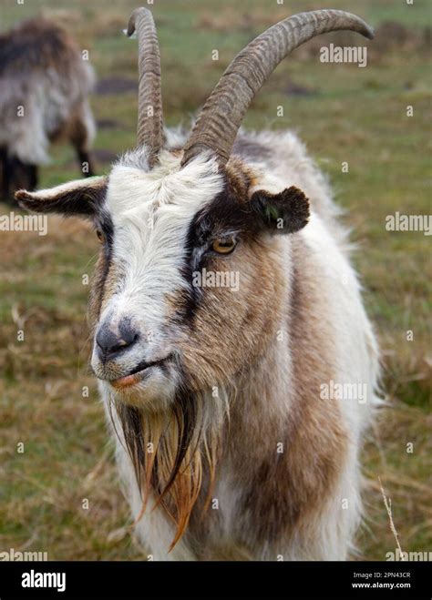 Finnish Landrace Goat