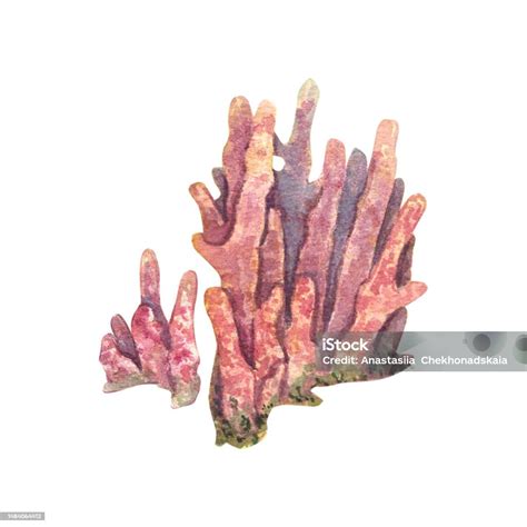 분홍색 긴 수중 산호는 흰색 배경에 격리되어 있습니다 해양 식물과 폴립의 수채화 그림 열대 산호의 그림입니다 디자인 요소는 엽서 패키지에 적합합니다 0명에 대한 스톡 벡터