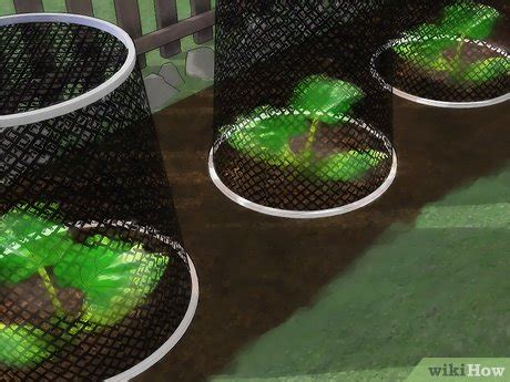 Ways To Get Rid Of Gophers WikiHow