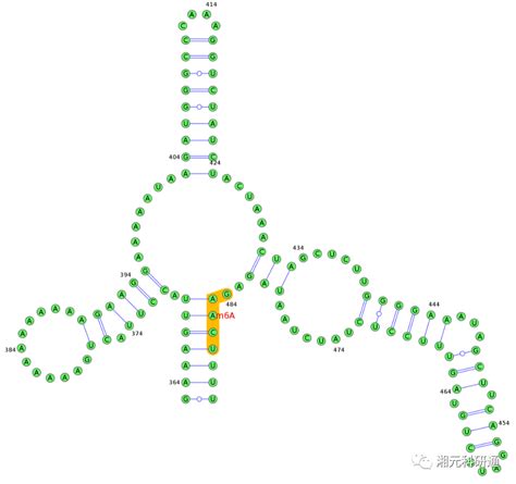 科研武器库必备——circrna的m6a位点预测 知乎