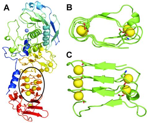 The Crystal Structure Of Alkaline Protease From Pseudomonas Aeruginosa Download Scientific