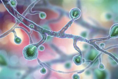Blastomyces Dermatitidis Fungi Stock Illustration Illustration Of