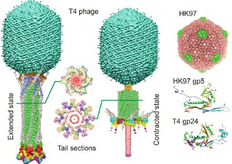 Structures Of T4 Cryo Em And Hk97 X Ray Analysis Phages Reproduced