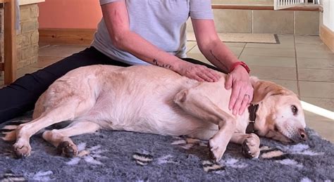 Clinical Canine Massage And Arthritis Management The Barking Buglethe